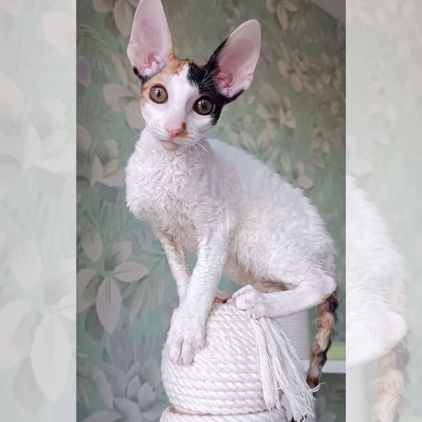 Корниш-рекс котёнок