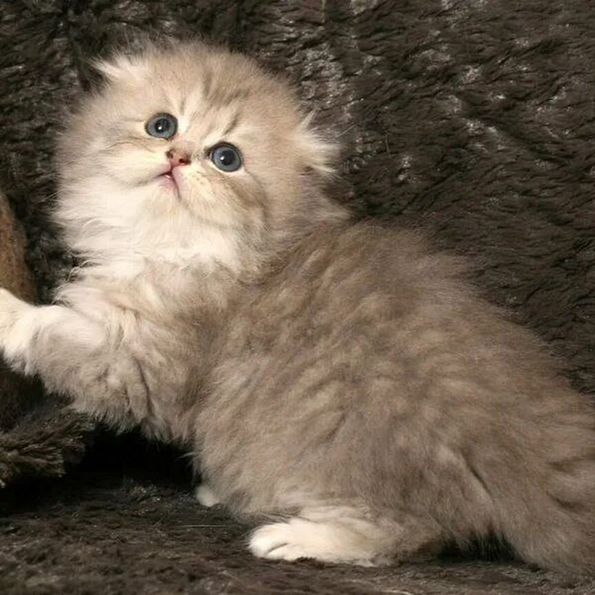Котята хайленд фолд