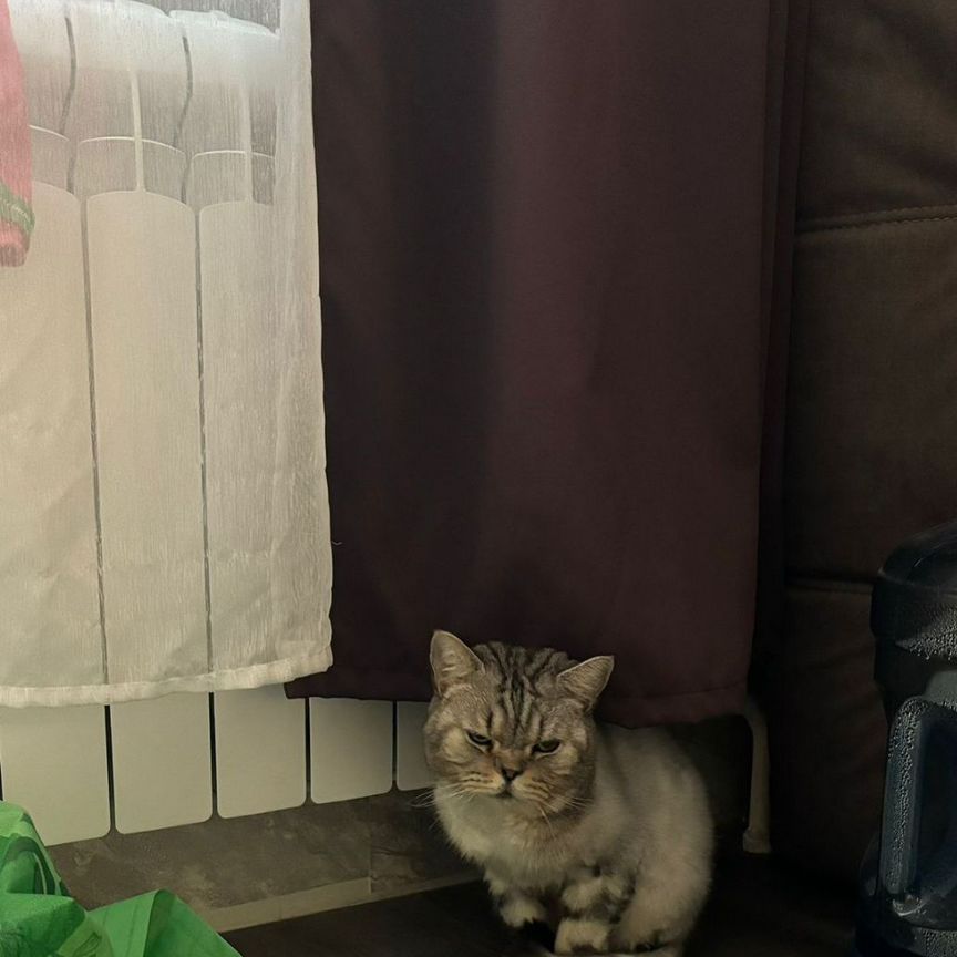 Кошки в добрые руки бесплатно