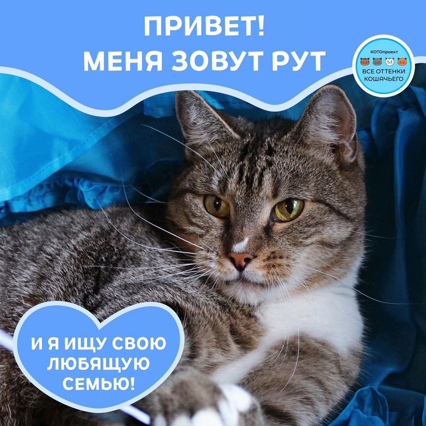 Харизматичный кот Рут в добрые руки
