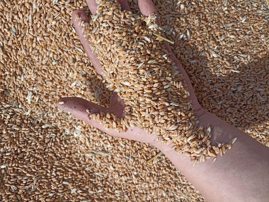 Зерно пшеница