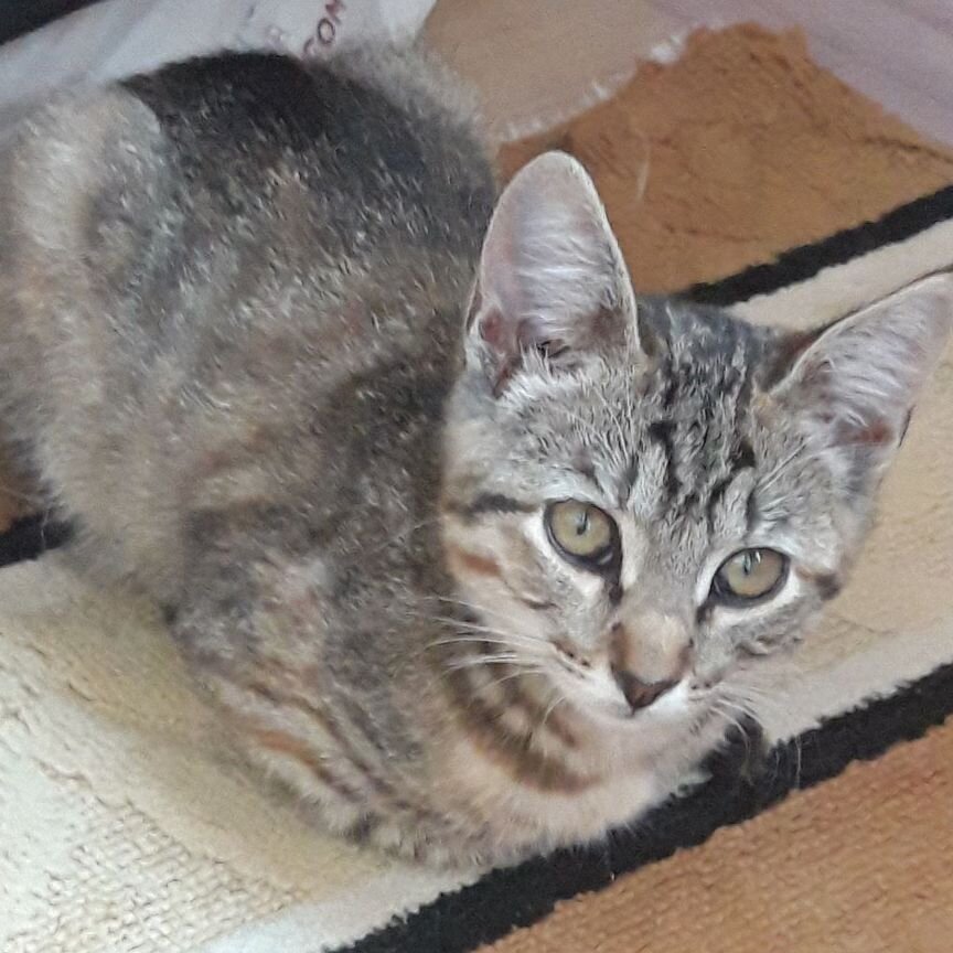 Котенок