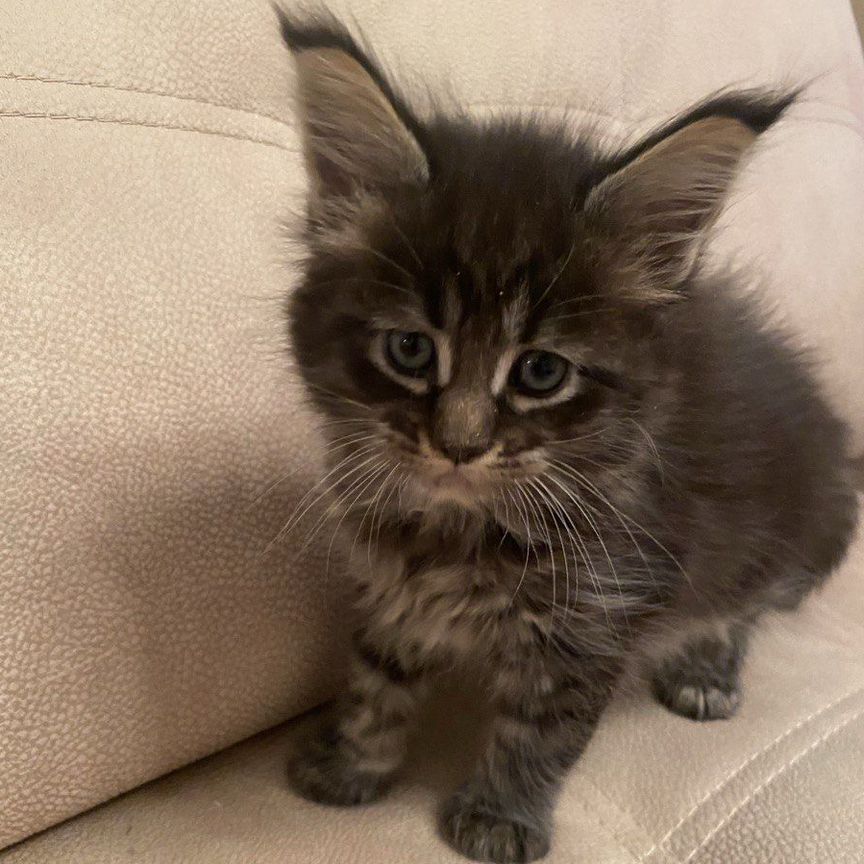 Мейн-кун котёнок