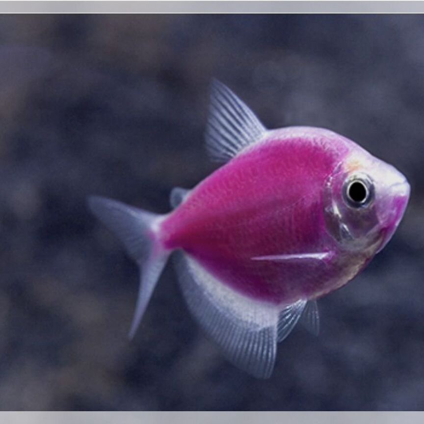 Тернеция glofish розовая