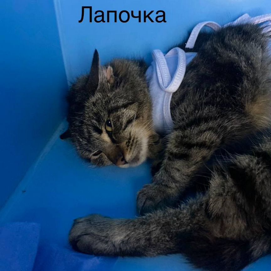 Котенок ищет дом
