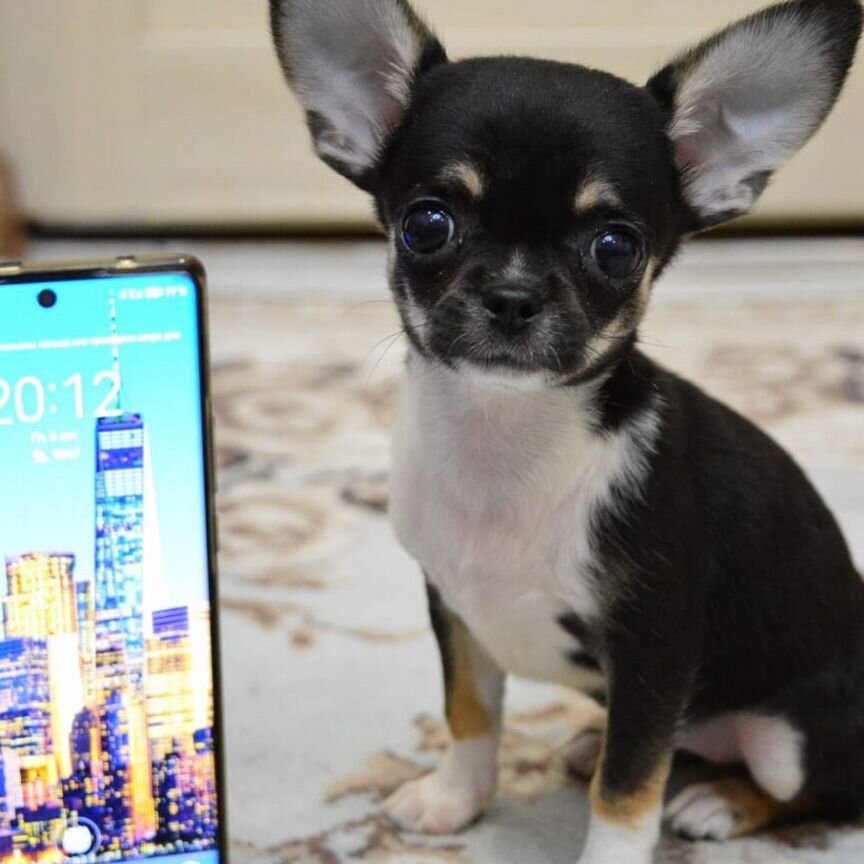 Девочка конфетка