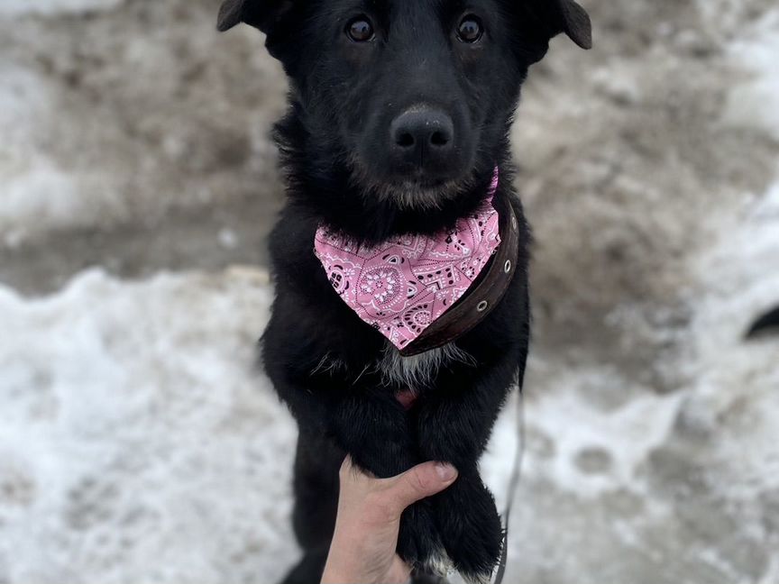 Собака в добрые руки