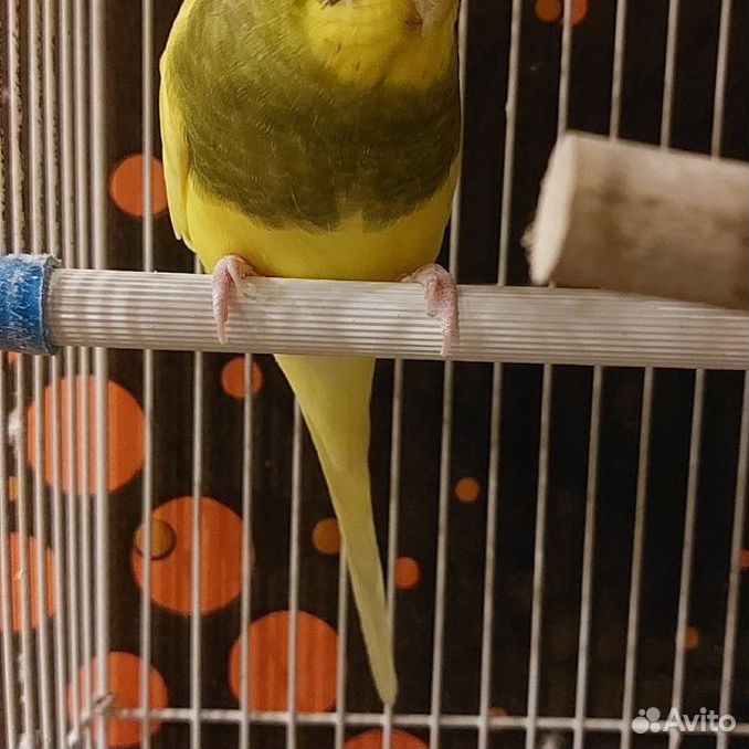 Волнистый попугай девочка