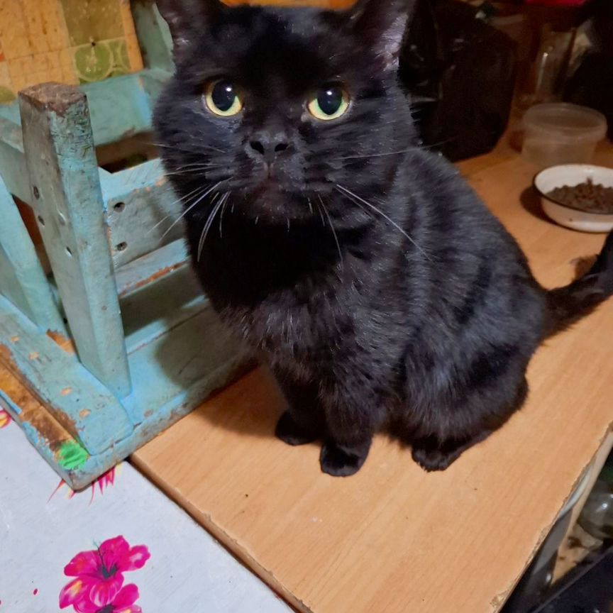 Отдам кота в добрые, заботливые руки