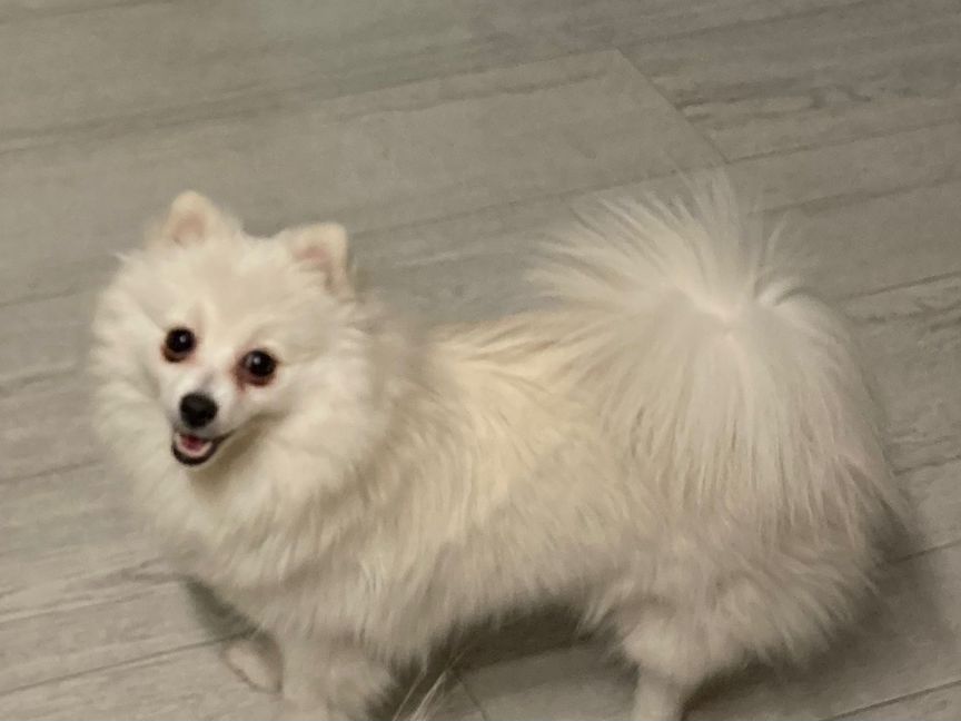 Немецкий шпиц малый