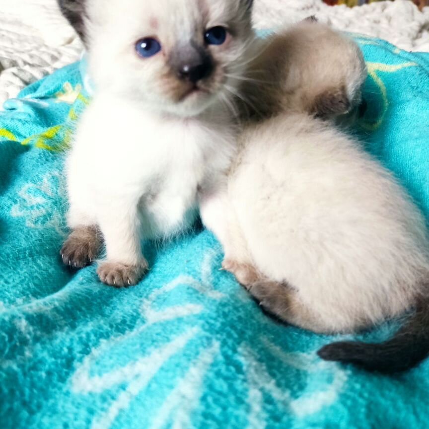 Котята в добрые руки приучены к лотку