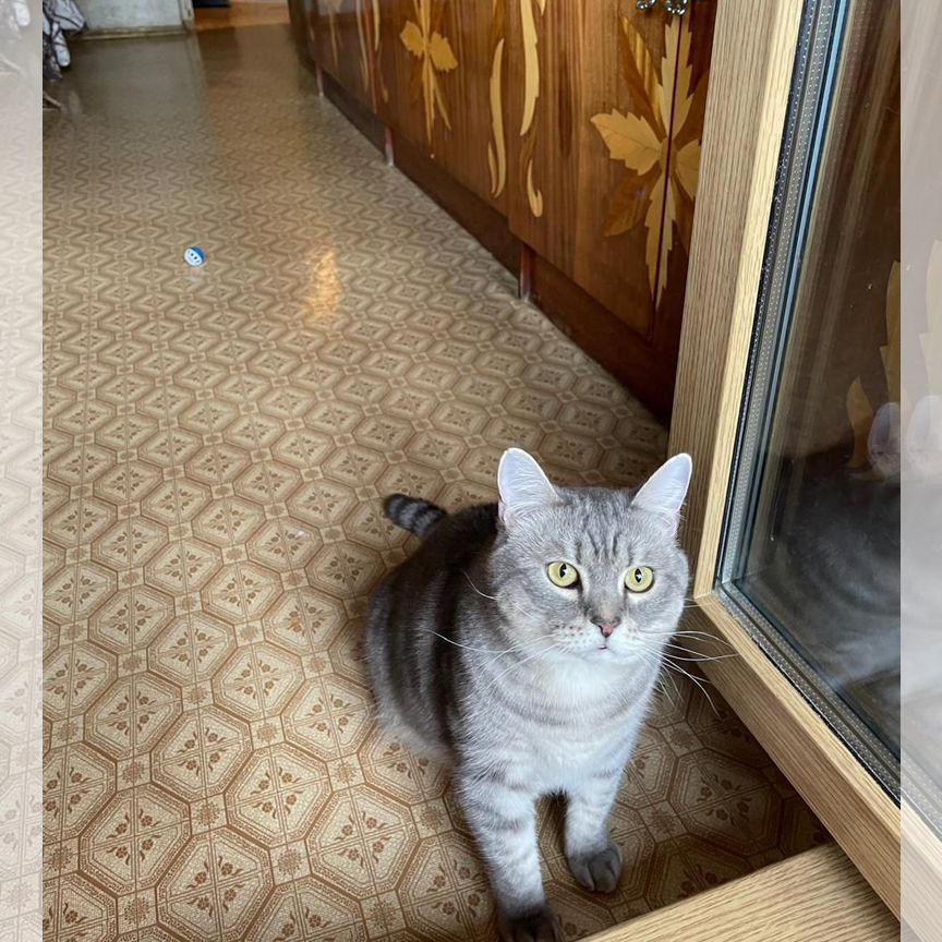 Отдам котов в добрые руки