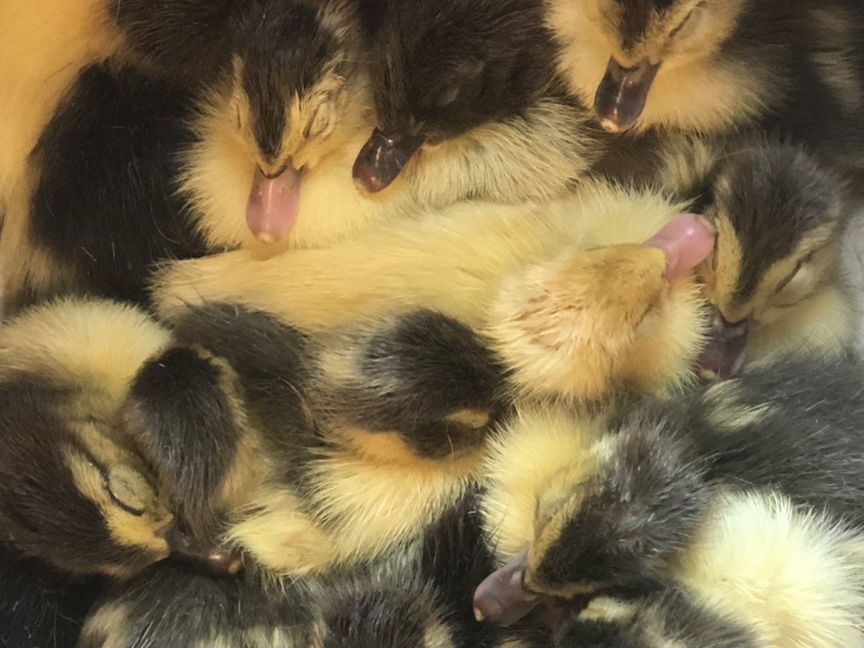 Индоутки / утята индоутки