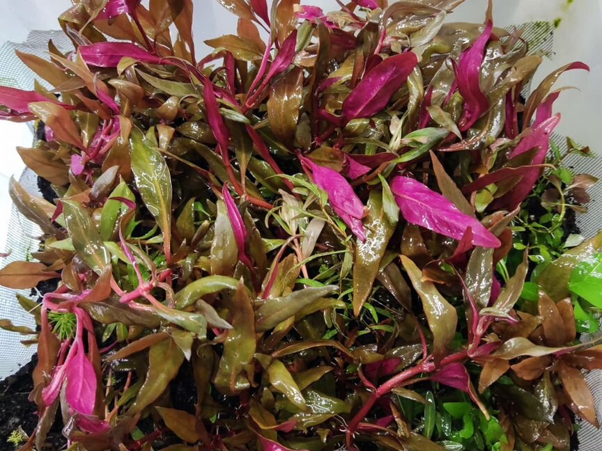 Альтернатера Рейнека