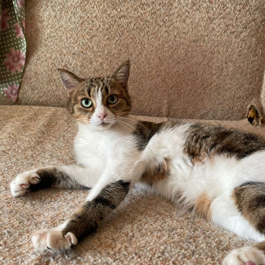 Кошка в добрые руки