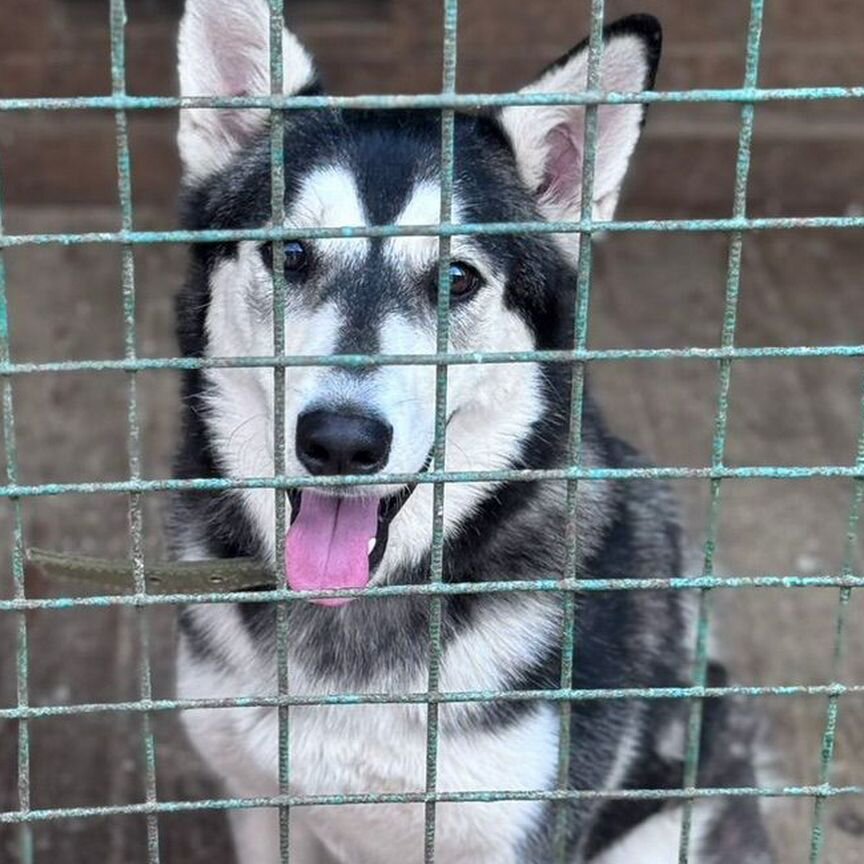 Джина. Собака из приюта в добрые руки