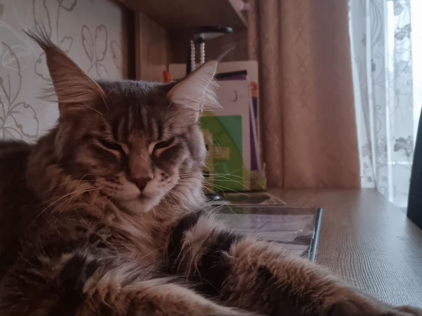 Мейн-кун вязка