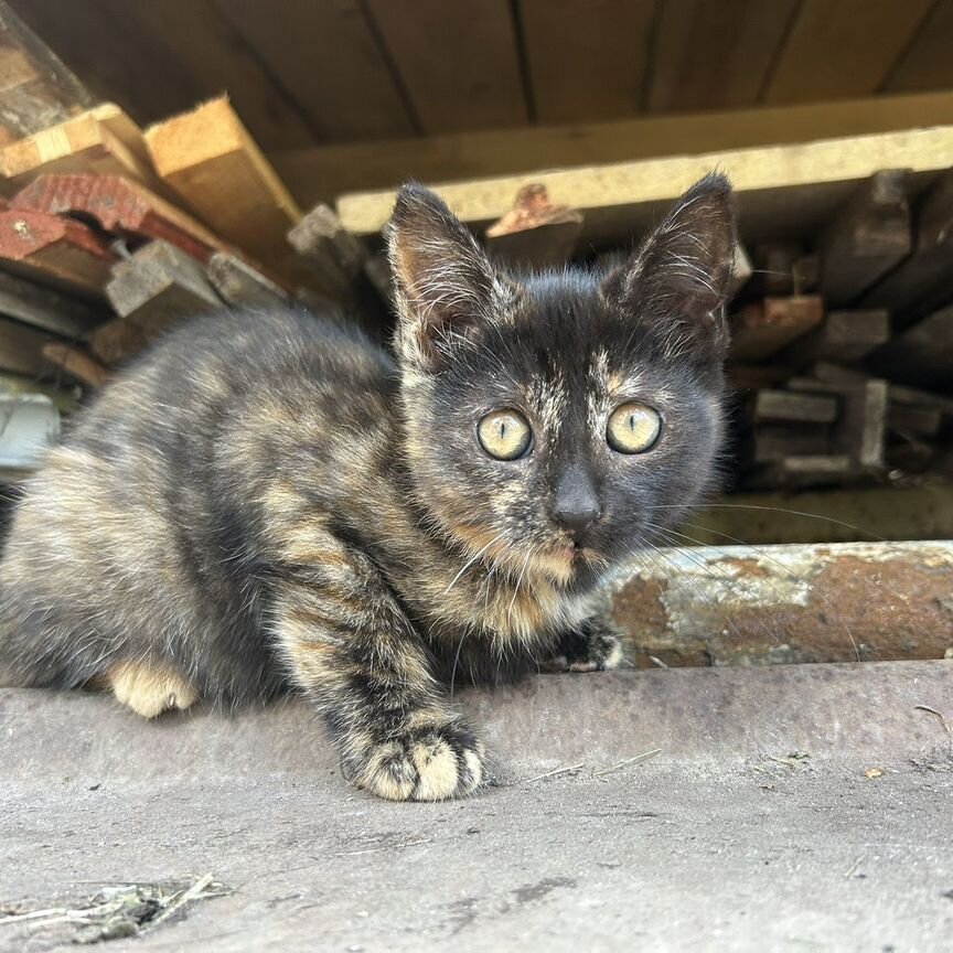 Маленький котенок в добрые руки