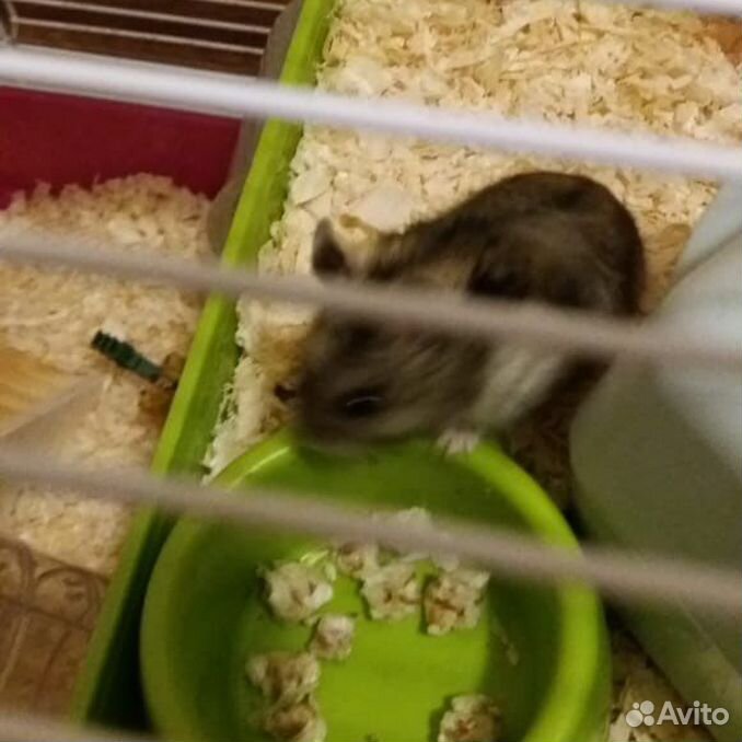 Карликовый джунгарский хомячок с клеткой