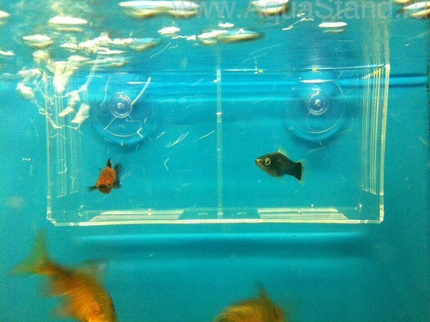 Отсадник для рыб -2 (две секции), 15,5х5х8 см (дхш