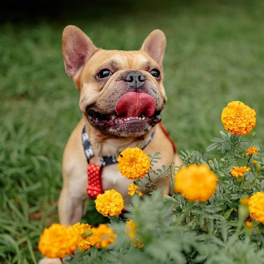 Французский бульдог в добрые руки