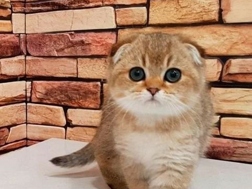 Золотые шиншиллы кш и хайленды