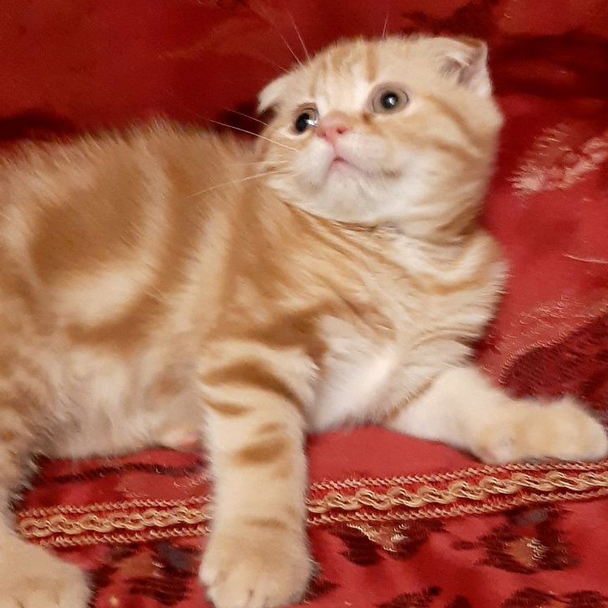 Шотландский вислоухий короткошёрстный котёнок