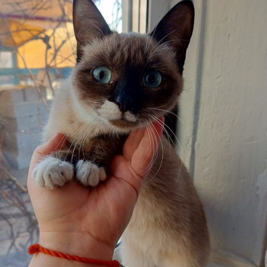 Котята в добрые руки бесплатно девочка
