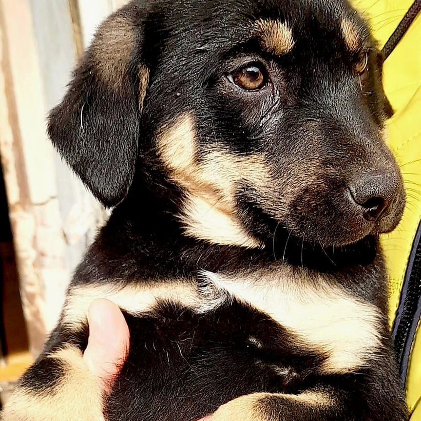 Смелая Афина для защиты дома