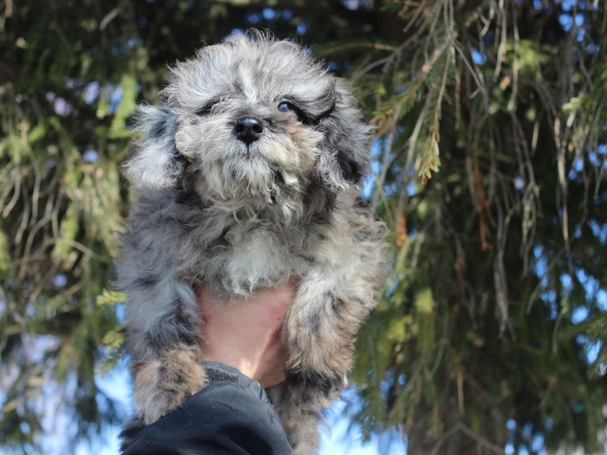 Мальтипу мраморный мальчик