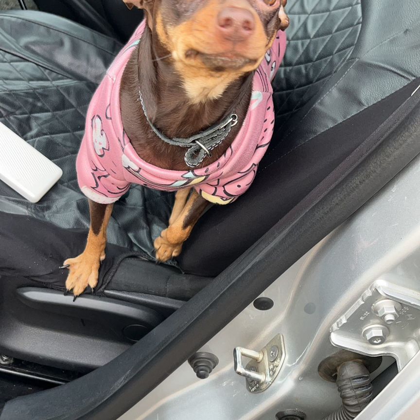 Русский той-терьер, взрослая собака