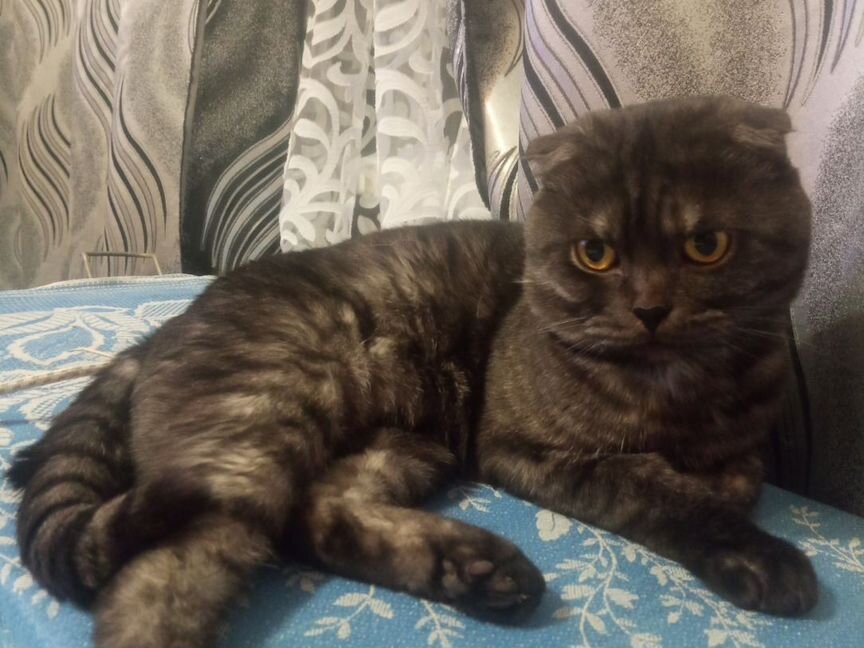 Ищем невесту