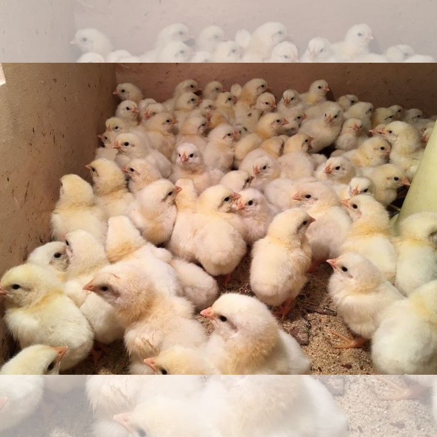 Бройлеры кобб 500