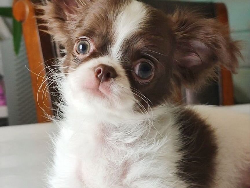 Щенки чихуахуа мини