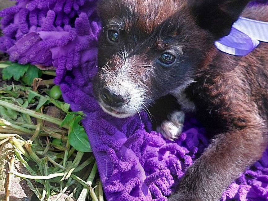 Щенки. Кмв. Ищем мам и пап