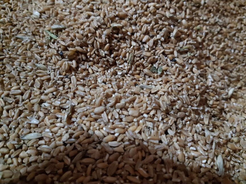 Зерно пшеница