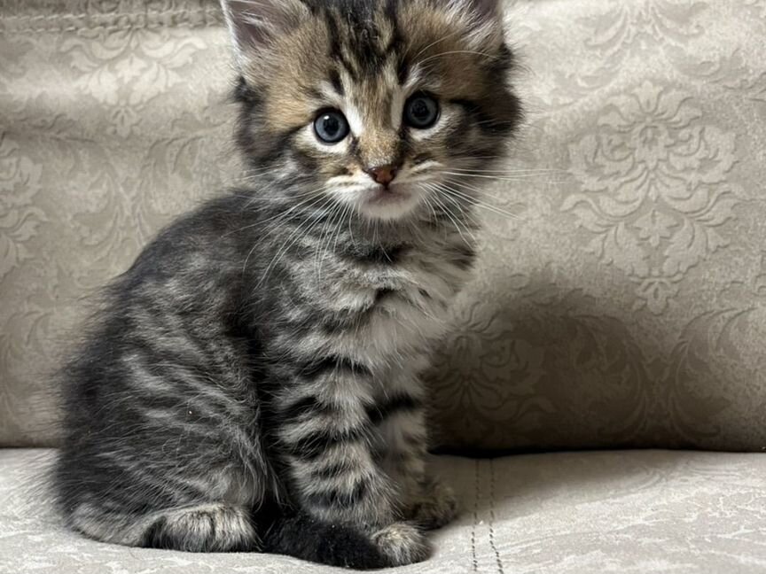 Котёнок мейн-кун чистокровный