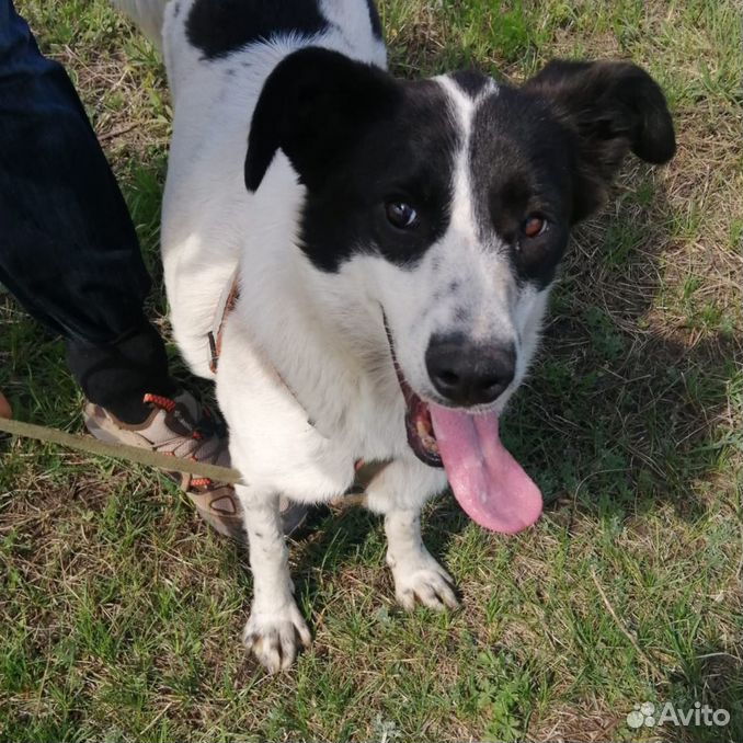 Собака Рокси