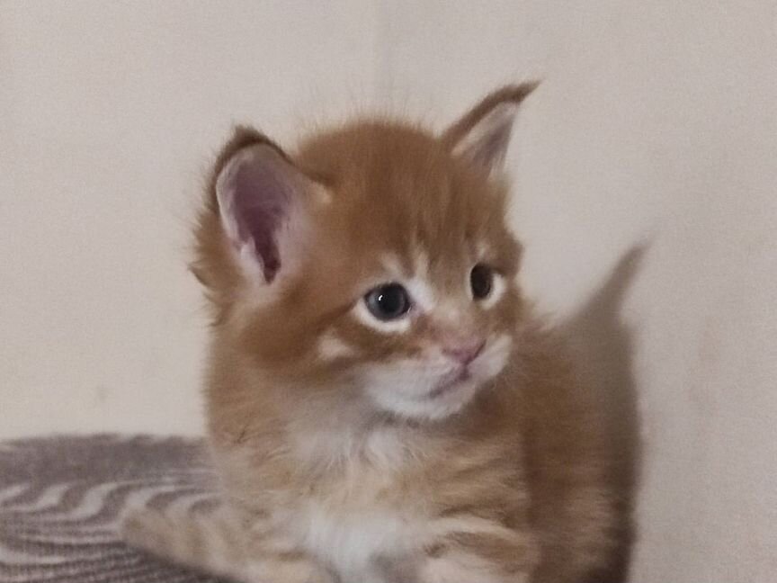 Котята мейн-кун