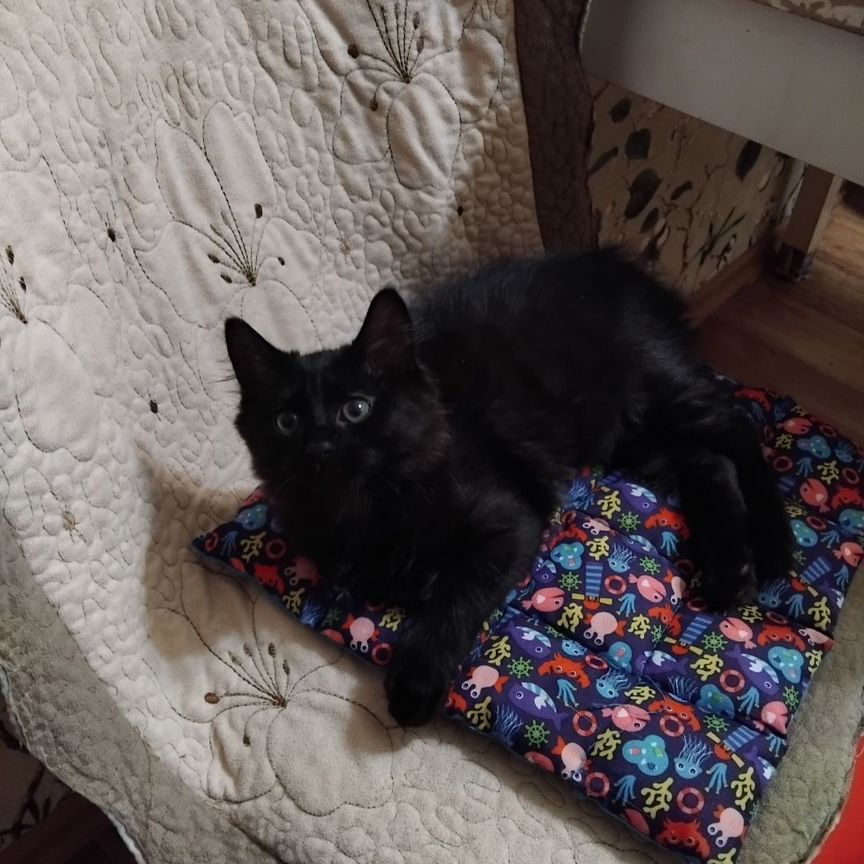 Котята в добрые руки бесплатно мальчик