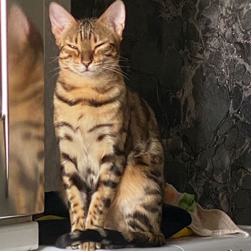 Бенгальская, взрослая кошка