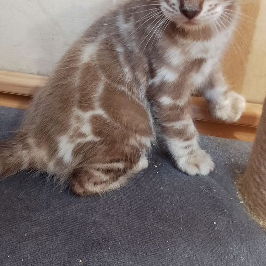 Бенгальские котята