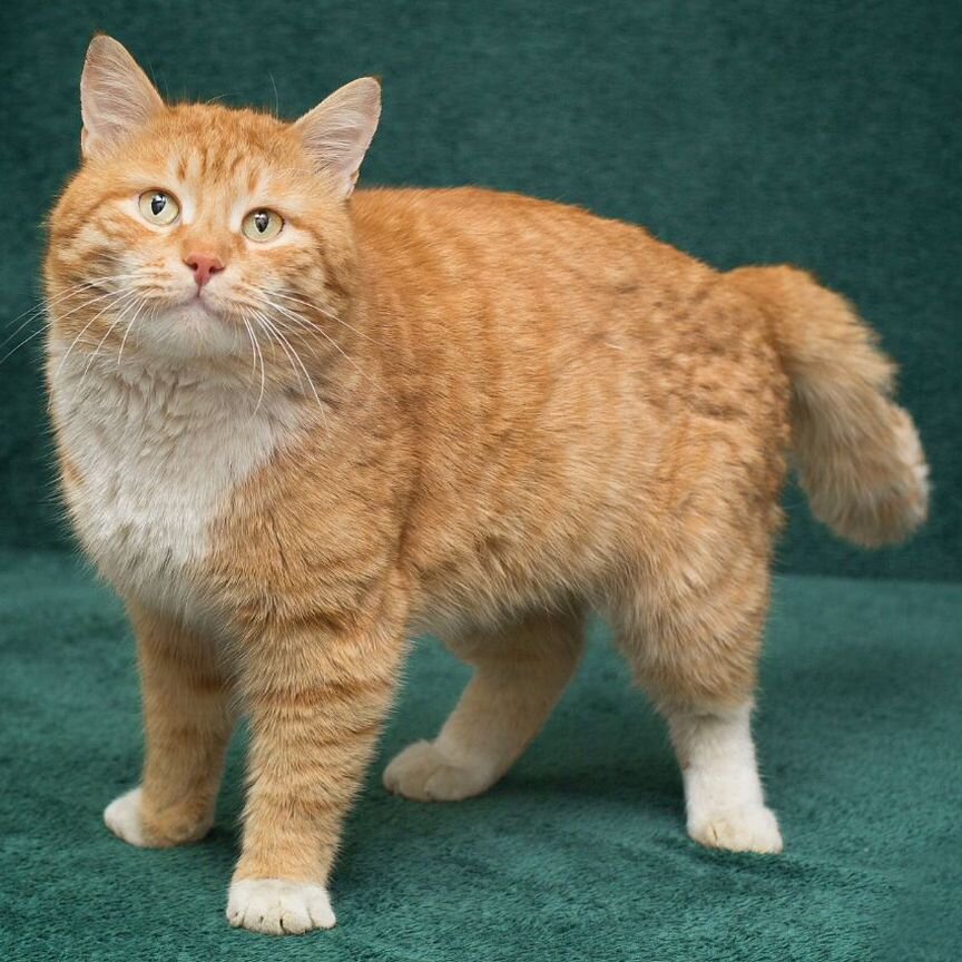 Рыжий котик в добрые руки