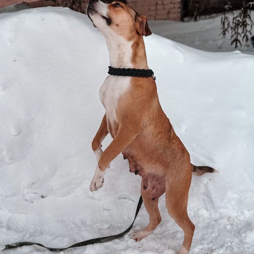 Американский стаффордширский терьер, взрослая собака