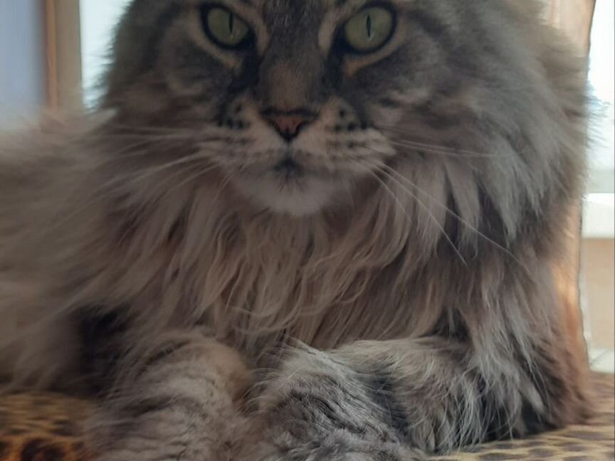 Мейн-кун в добрые руки бесплатно