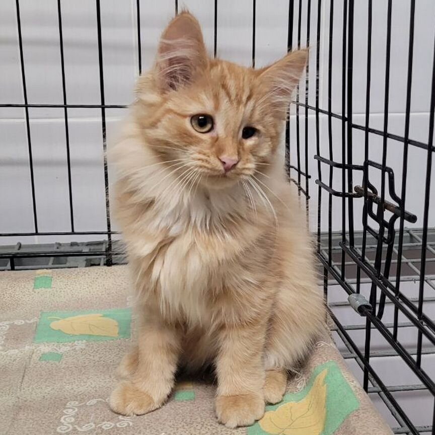 Котёнок в добрые руки