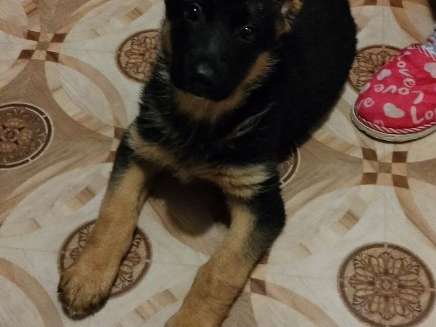 Немецкая овчарка