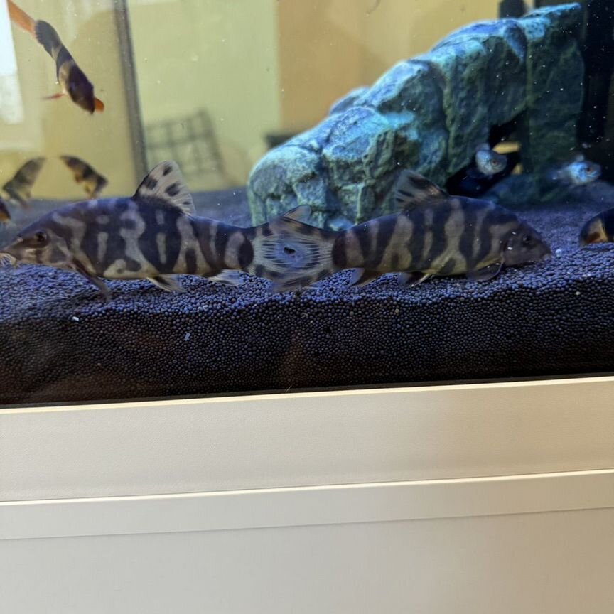 Боция хистроника