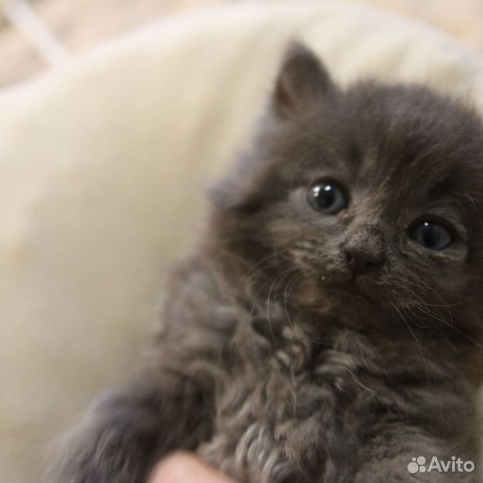 Котята с примесью породы в добрые руки