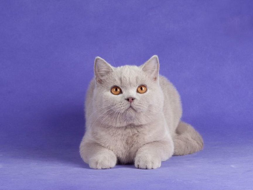 Лиловый котик от чемпиона мира